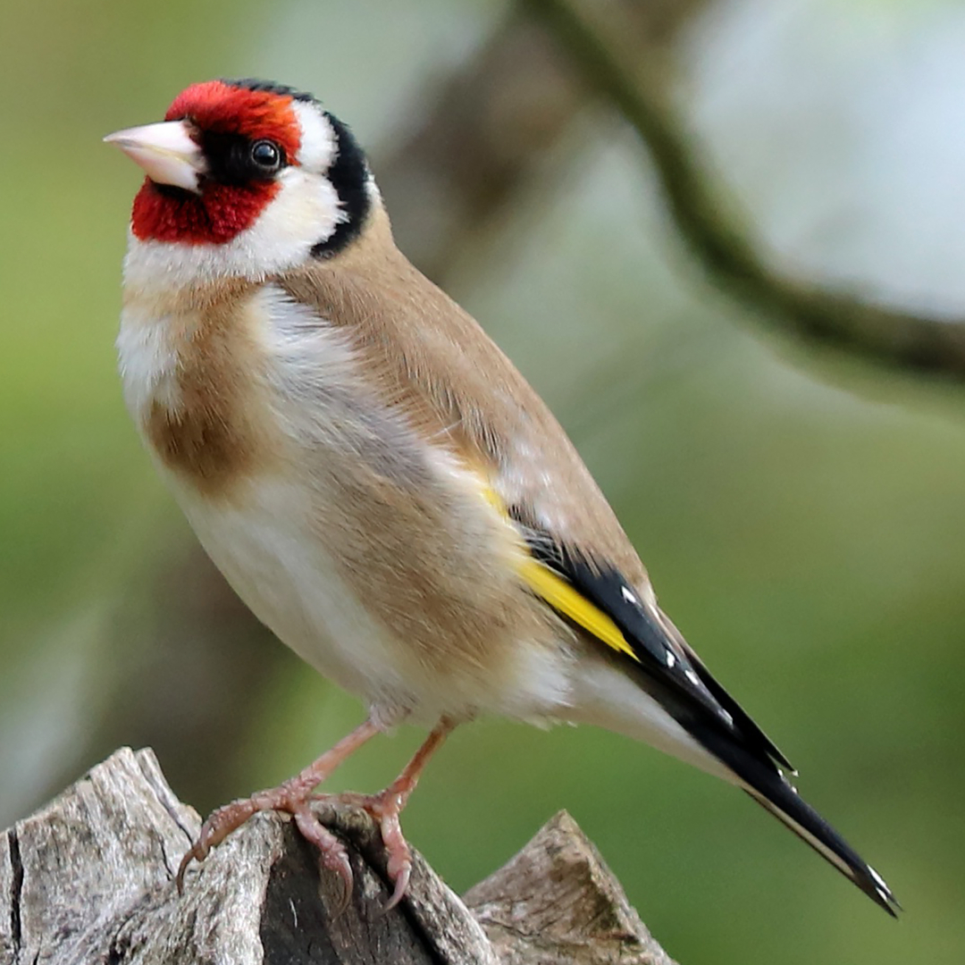 Goldfinch (Carduelis carduelis)